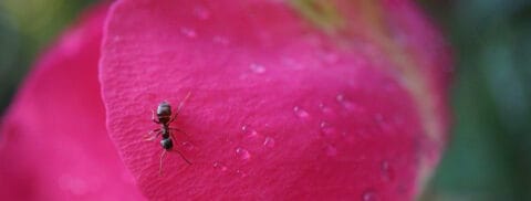 Fear of Ants: Myrmecophobia - Creature Courage